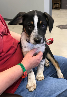 Animal Rescue Foundation of Bartlesville - ARF Dogs