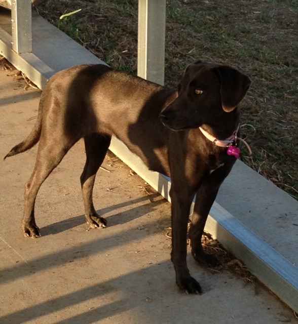 Animal Rescue Foundation of Bartlesville - ARF Dogs