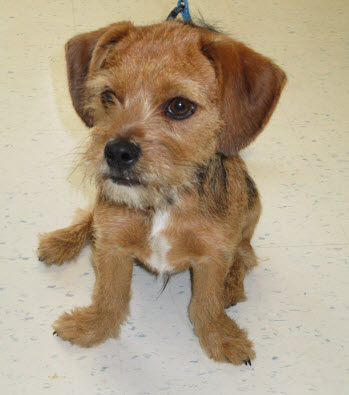 Animal Rescue Foundation of Bartlesville - ARF Dogs